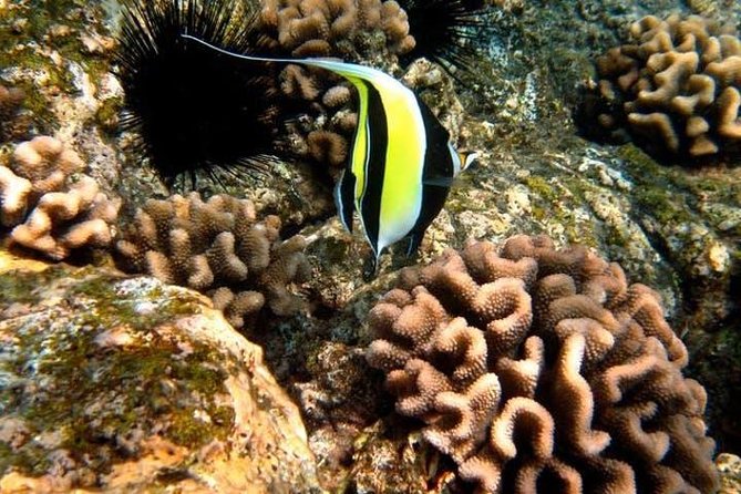 Deluxe Morning Snorkeling Adventure - Who Will Love This Tour?