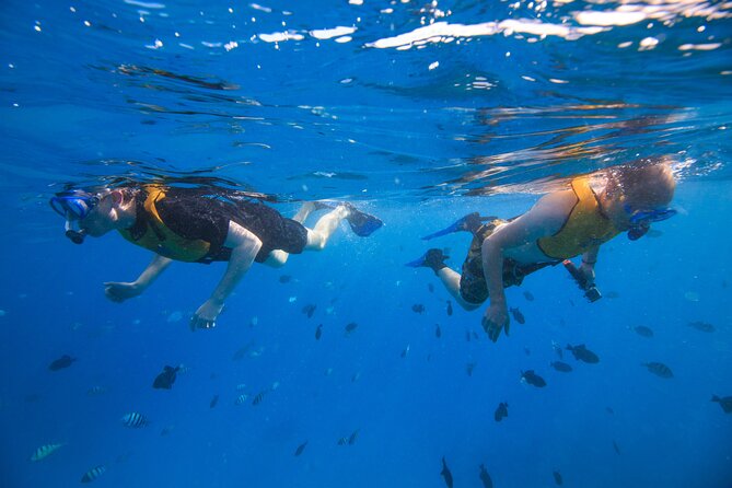 Deluxe Snorkel and Wildlife Cruise in Waikiki - What You Can Expect From This Waikiki Snorkel and Wildlife Tour
