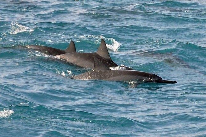 Deluxe Snorkel & Dolphin Watch Aboard a Luxury Catamaran from Kailua-Kona - FAQ