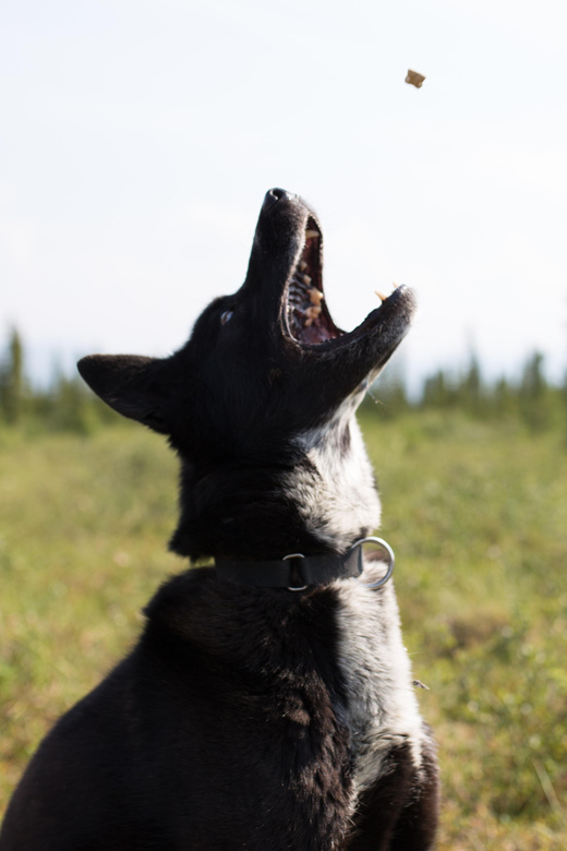 Denali: 1 Hour Tundra Walk With Free Running Sled Dogs - A Deep Dive into the Denali Tundra Walk
