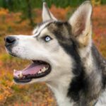 Denali: 1 Hour Tundra Walk With Free Running Sled Dogs - Who Will Love This Experience?