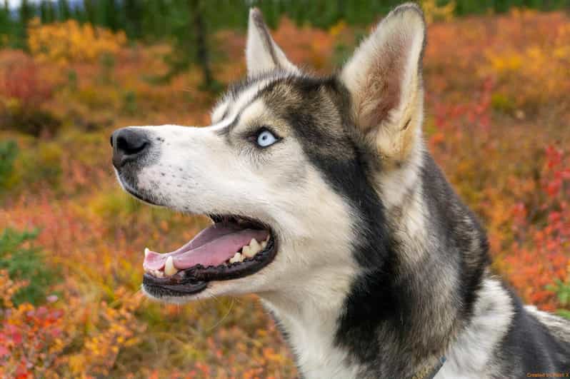 Denali: 1 Hour Tundra Walk With Free Running Sled Dogs - Who Will Love This Experience?