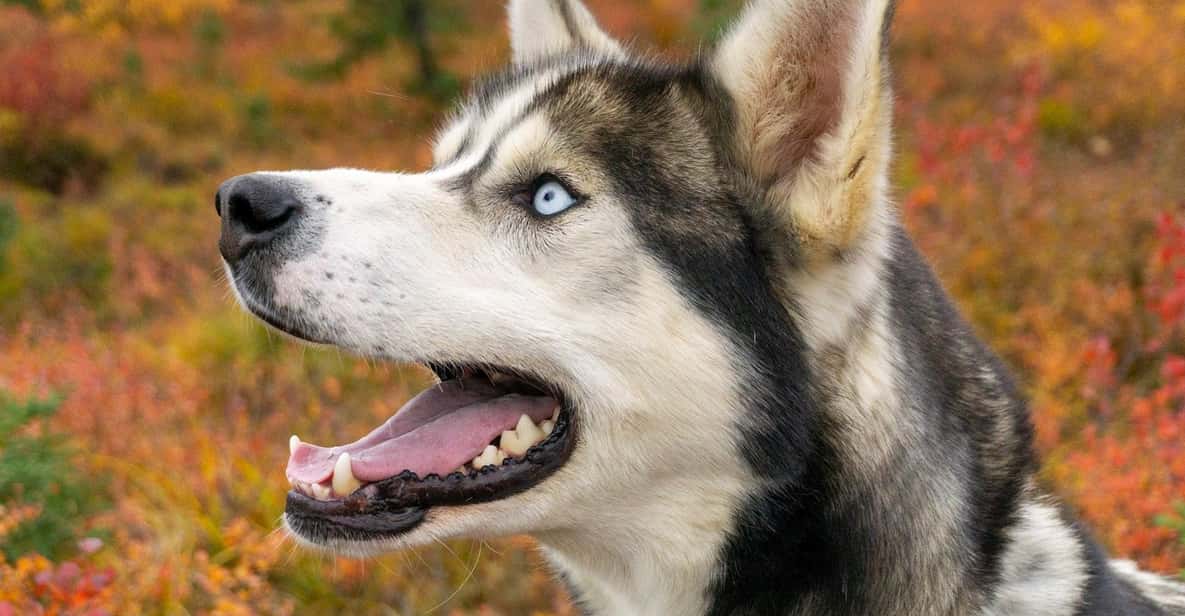 Denali: 1 Hour Tundra Walk With Free Running Sled Dogs - FAQ