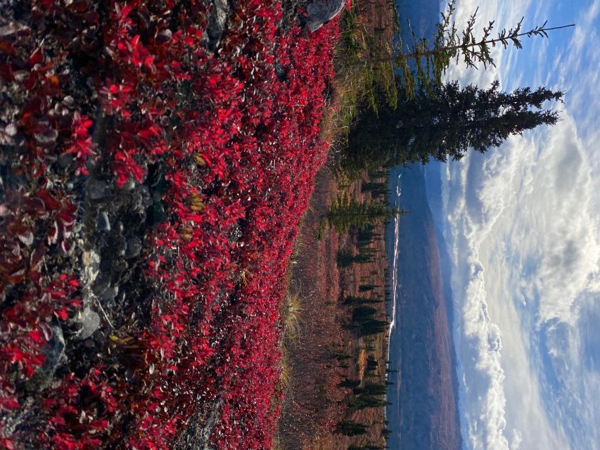 Denali: 5-Hour Guided Wilderness Hiking Tour - The Physical & Educational Experience
