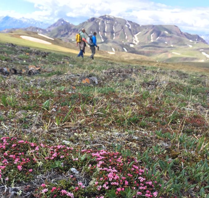 Denali: 5-Hour Guided Wilderness Hiking Tour - What’s Included and What’s Not