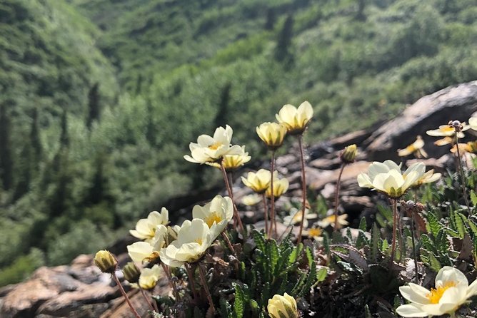 Denali National Park Walking Tour - An In-Depth Look at the Denali National Park Walking Tour