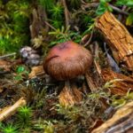 Denali Nature Hike - FAQs