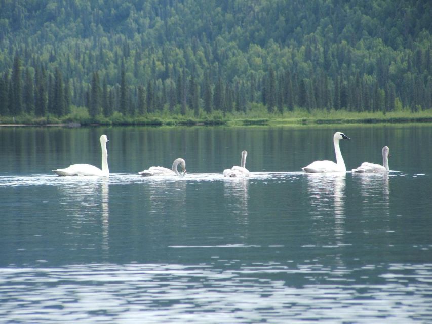 Denali State Park: Guided Byers Lake Kayaking Tour - FAQ