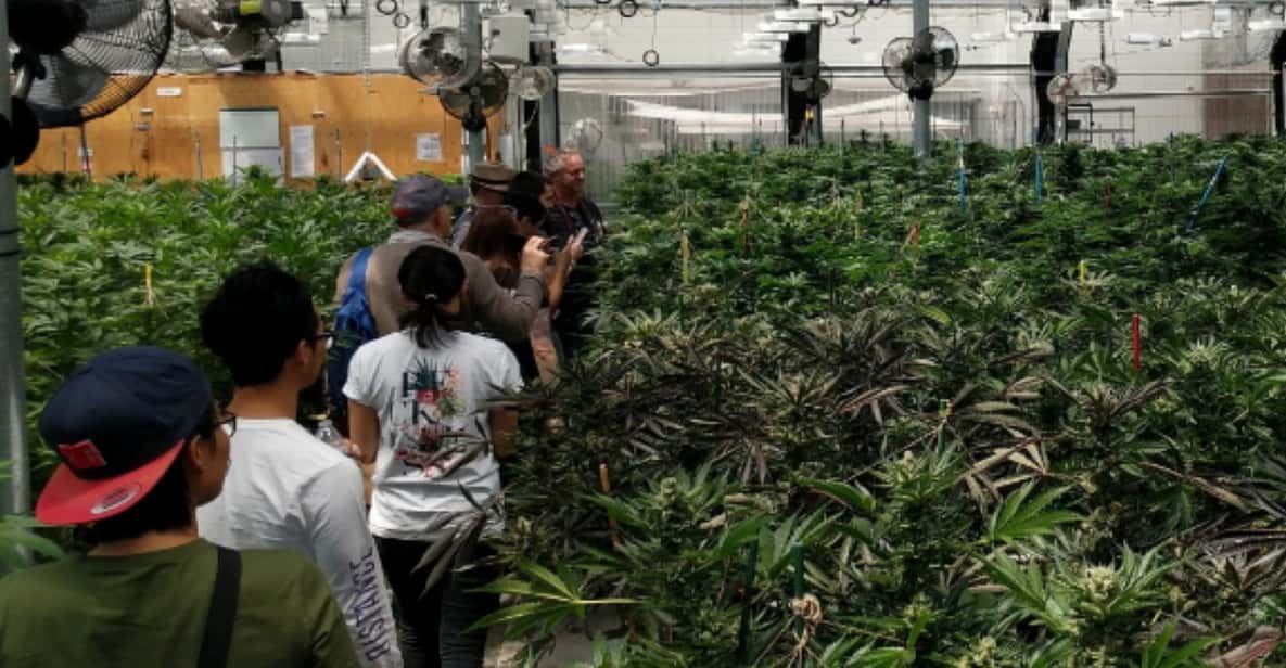 Denver: Buds & Brews Cannabis Grow Tour and Brewery Visit - Analyzing the Value