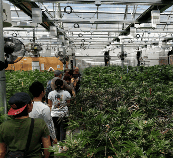Denver: Buds & Brews Cannabis Grow Tour and Brewery Visit - Who Is This Tour Best For?