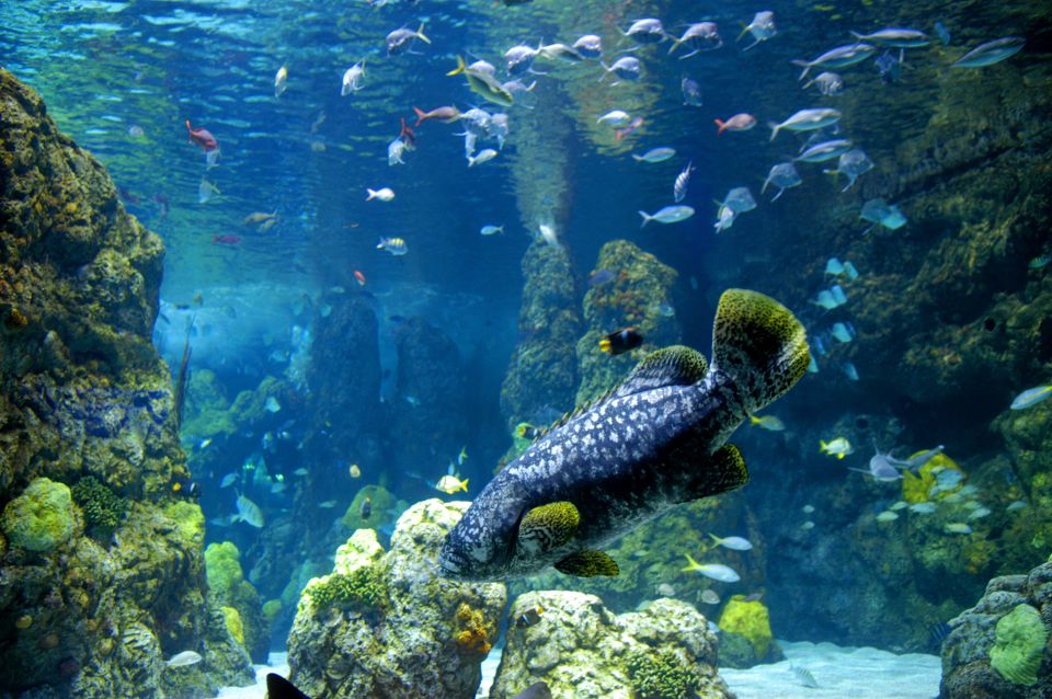 Denver: CityPASS® with Access to 3, 4 or 5 Attractions - Is It Worth the Price?