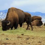 Denver: Get High on a Mountain Tour with Sunset Views - Who Will Love This Tour?