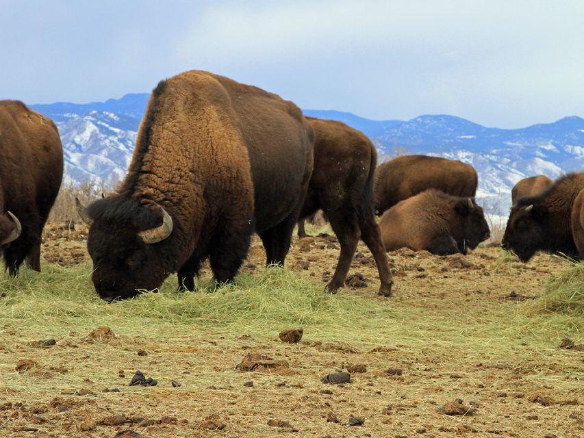 Denver: Get High on a Mountain Tour with Sunset Views - Who Will Love This Tour?