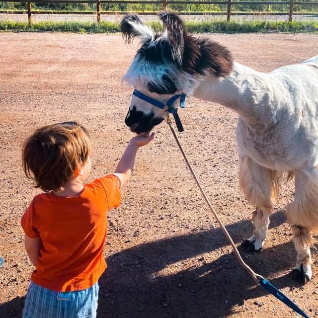 Denver: Llama Hike in the Rocky Mountains - An Authentic Rocky Mountain Experience with a Llama Twist