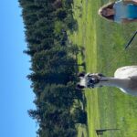Denver: Llama Hike in the Rocky Mountains - What Does the Itinerary Look Like?