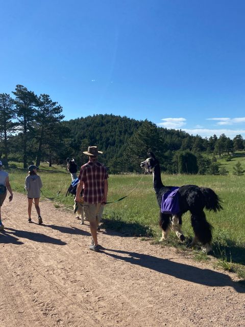 Denver: Llama Hike in the Rocky Mountains - Who Would Love This Experience?