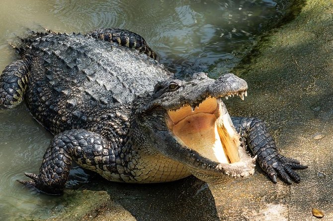 Depart from Miami to discover the Everglades with Airboat tour included! - FAQ