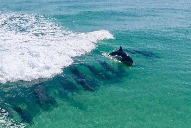 Destin Dolphin Cruise - Key Points  