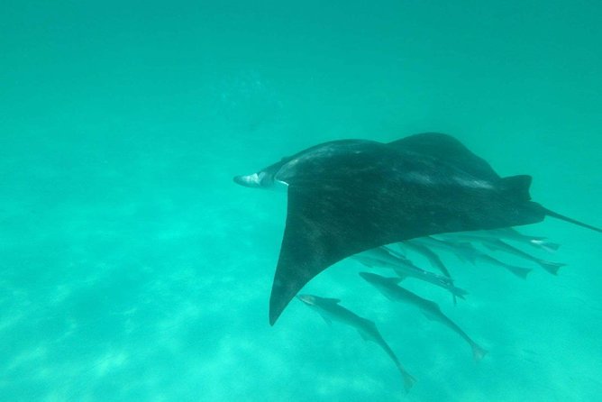Destin Dolphin Cruise - Who Will Love This Experience?