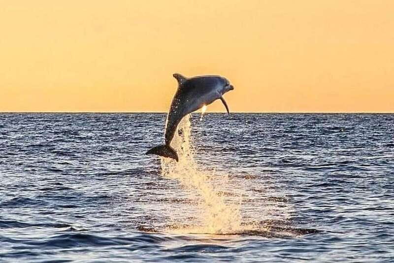 Destin: Dolphin Watching Cruise - A Deep Dive into the Destin Dolphin Watching Cruise Experience