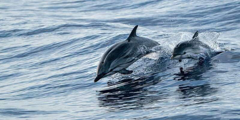 Destin: Dolphin Watching Cruise - Final Thoughts: Is It Worth It?  