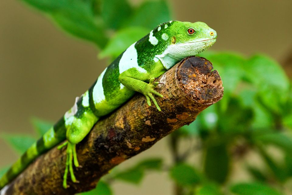 Discover Fijian Culture and Reptiles - Final Thoughts