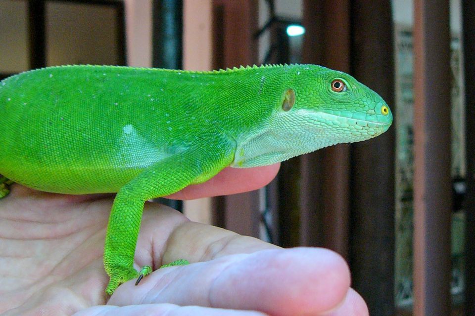 Discover Fijian Culture and Reptiles - FAQs