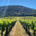 Discover Napa Valleys Hidden Gems with Local Sommelière - Exploring the Heart of Napa’s Hidden Gems