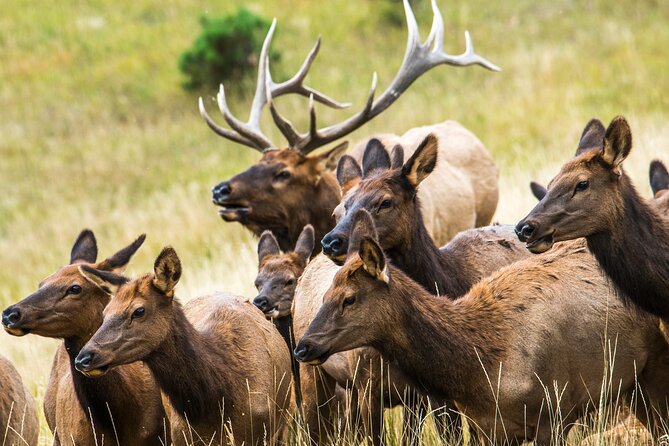 Discover Rocky Mountain National Park - The Sum Up: Who Should Consider This Tour?