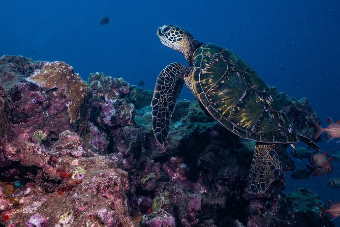 Discover Scuba Diving Class from Lahaina - Authentic Experiences from Past Participants