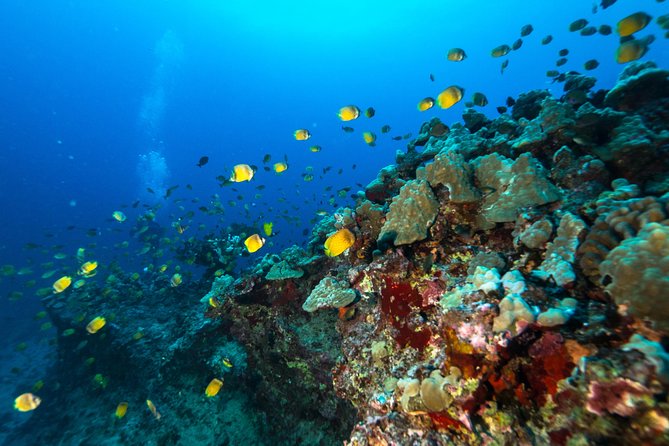 DISCOVER Scuba Diving Experience in Honolulu - The Sum Up