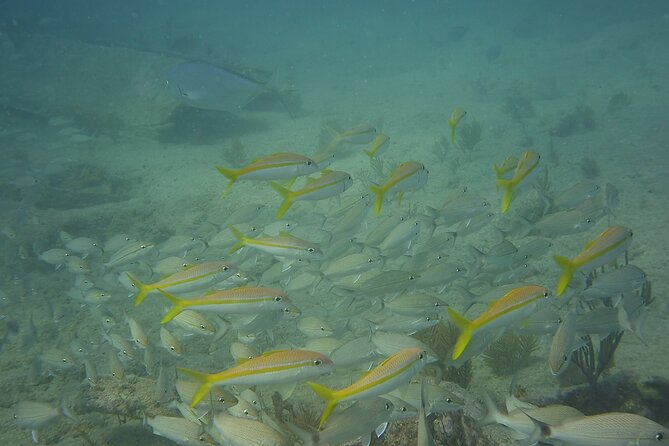 Discover Snorkeling Tour in Panama City - Why This Tour Offers Great Value
