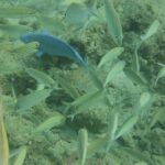 Discover Snorkeling Tour in Panama City - Who Should Consider This Tour?