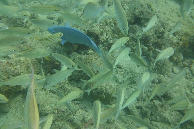 Discover Snorkeling Tour in Panama City - Who Should Consider This Tour?