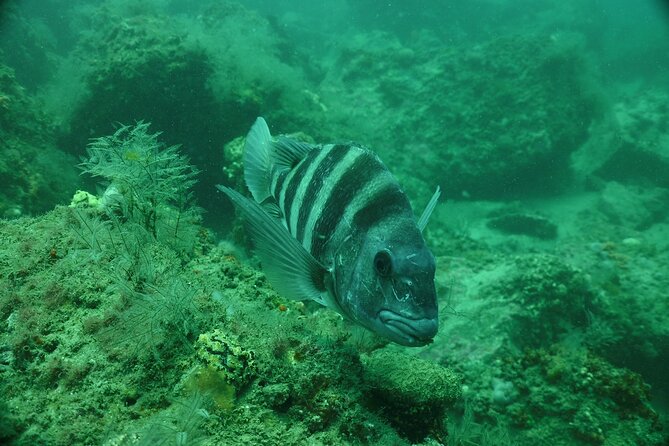 Discover Snorkeling Tour in Panama City - FAQs