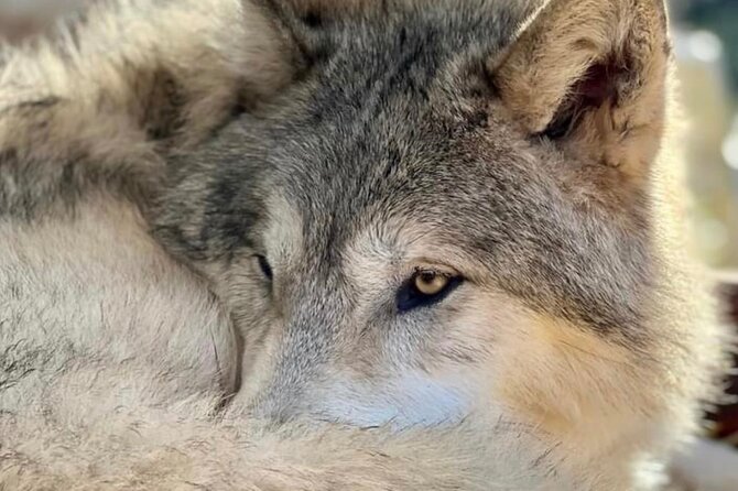 Discover the beauty of the wild & Roam in the spirit of the wolf - Key Points