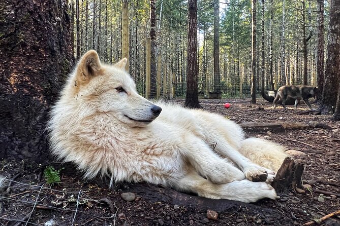 Discover the beauty of the wild & Roam in the spirit of the wolf - An In-Depth Look at the Wolfdog Tour Experience