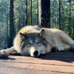 Discover the beauty of the wild & Roam in the spirit of the wolf - Why this tour offers value beyond the price