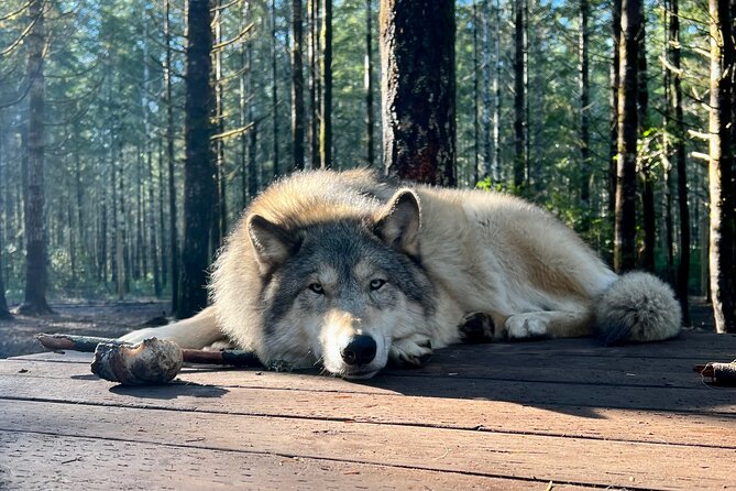 Discover the beauty of the wild & Roam in the spirit of the wolf - Why this tour offers value beyond the price