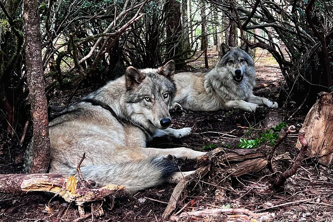 Discover the beauty of the wild & Roam in the spirit of the wolf - Who Should Consider This Tour?
