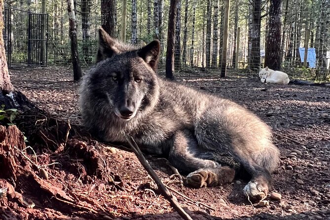 Discover the beauty of the wild & Roam in the spirit of the wolf - Final Thoughts