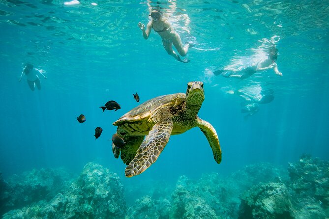 Discover the Magic of Coral Gardens Turtle Town - Maalaea Harbor - Key Points