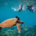 Discover the Magic of Coral Gardens Turtle Town - Maalaea Harbor - Why This Tour Offers Great Value