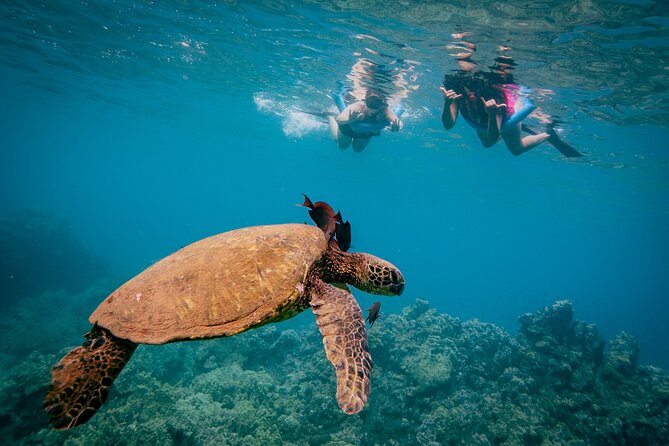 Discover the Magic of Coral Gardens Turtle Town - Maalaea Harbor - Why This Tour Offers Great Value