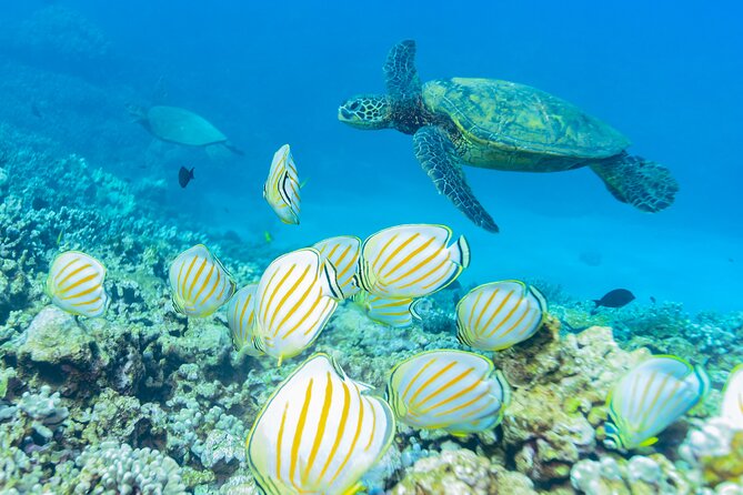 Discover the Magic of Coral Gardens Turtle Town - Maalaea Harbor - Final Thoughts