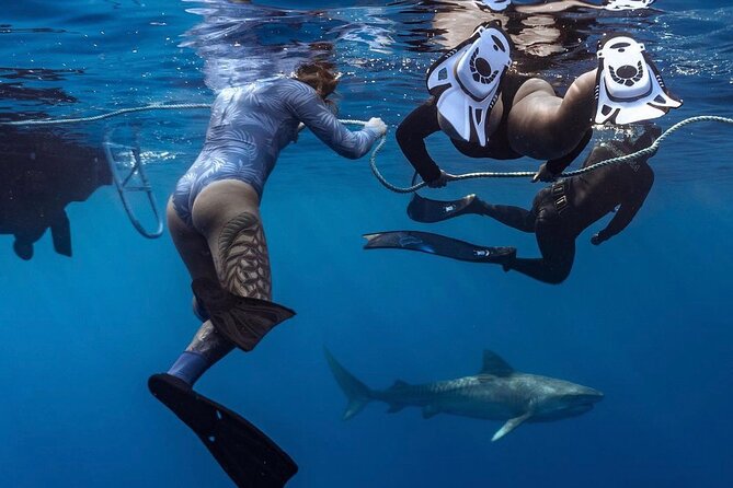 Dive with sharks in Oahu Hawaii: Educational Tour (No cage) - Key Points