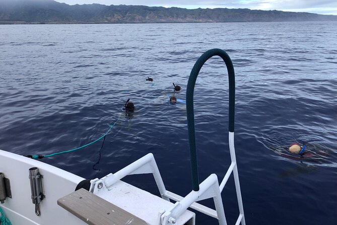 Dive with sharks in Oahu Hawaii: Educational Tour (No cage) - What Makes This Tour Stand Out