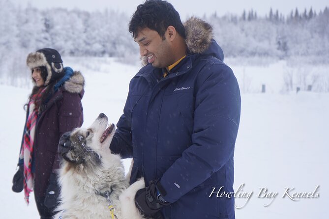 Dog Sled Adventure - An In-Depth Look at the Dog Sled Adventure