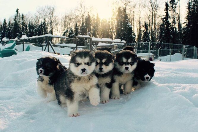 Dog Sled Adventure - What Travelers Are Saying: Authentic Insights