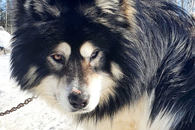 Dog Sled Adventure - FAQ About the Dog Sled Adventure